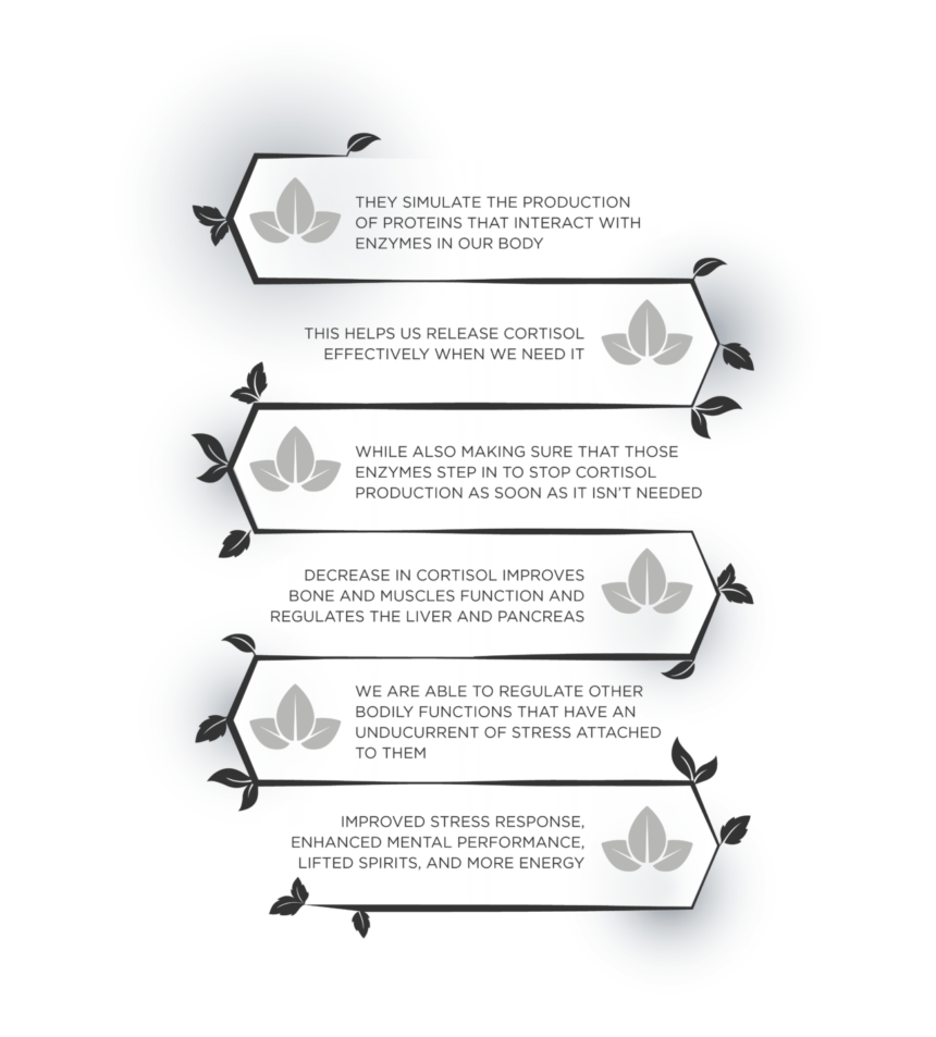 Adaptogens: Elixirs to help you adapt while working from home - Rocket Station Careers